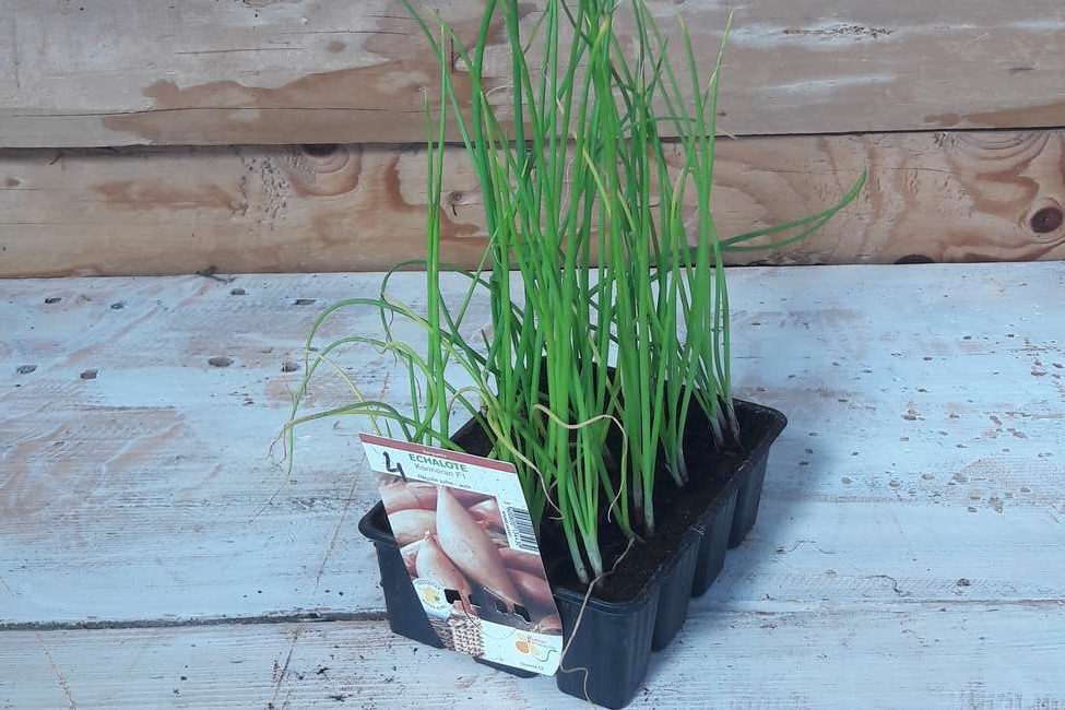 Plants d'échalotte à repiquer | Les Serres à Pépé