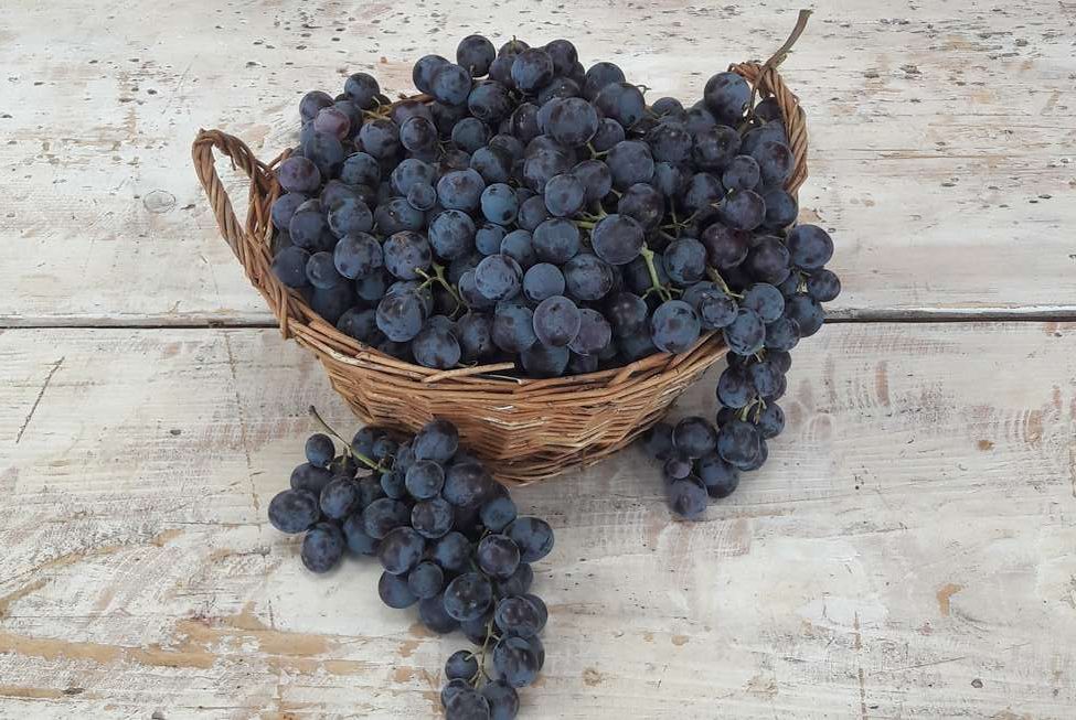 Raisins 01250 saint Just | Les Serres à Pépé