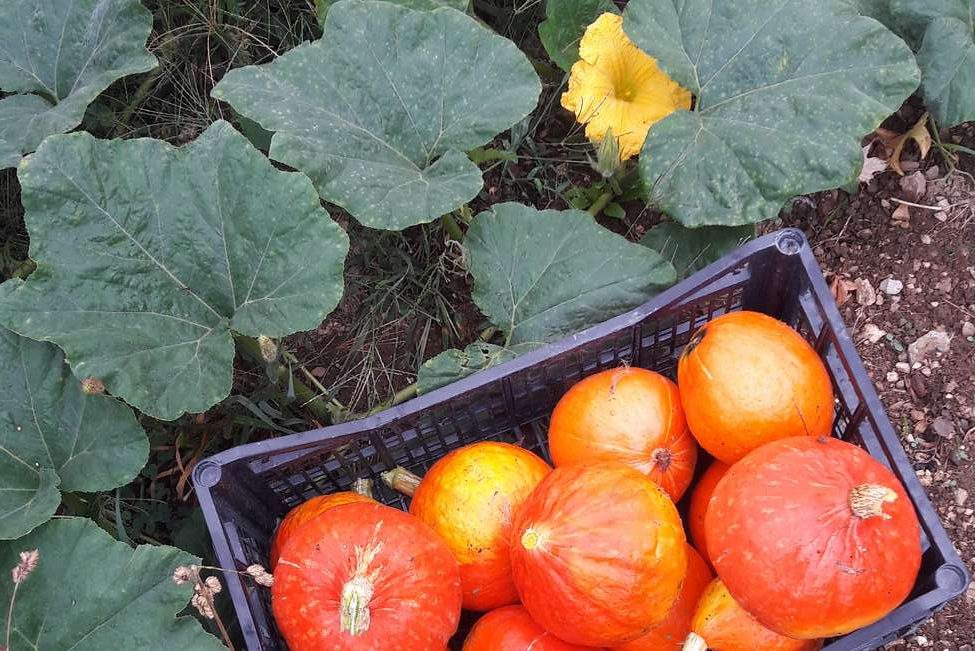 Courge Potimarron du producteur | Les Serres à Pépé